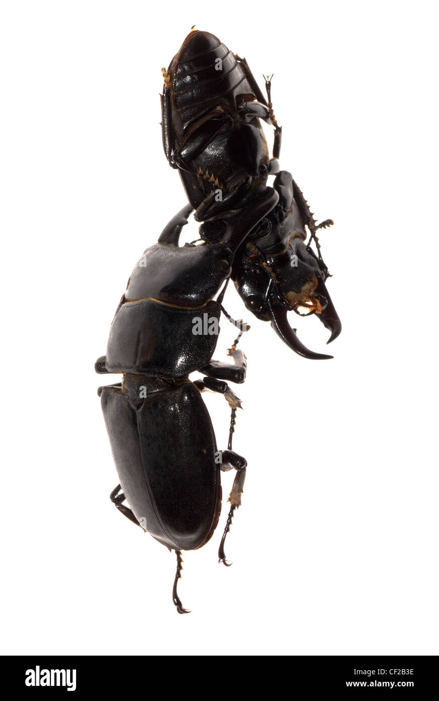 stag beetle fighting isolated on white Stock Photo - Alamy