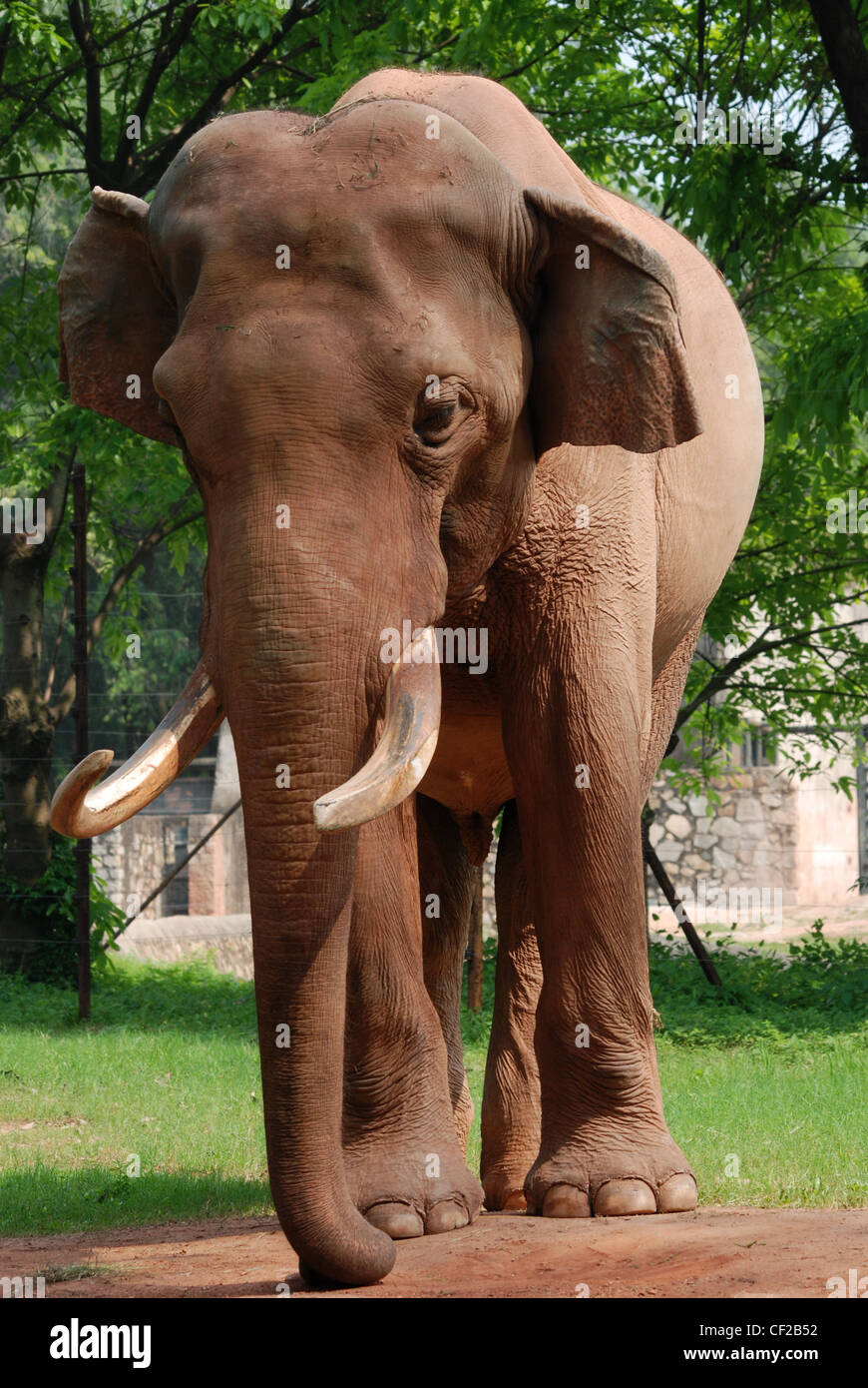 wild animal elephant on ground Stock Photo - Alamy