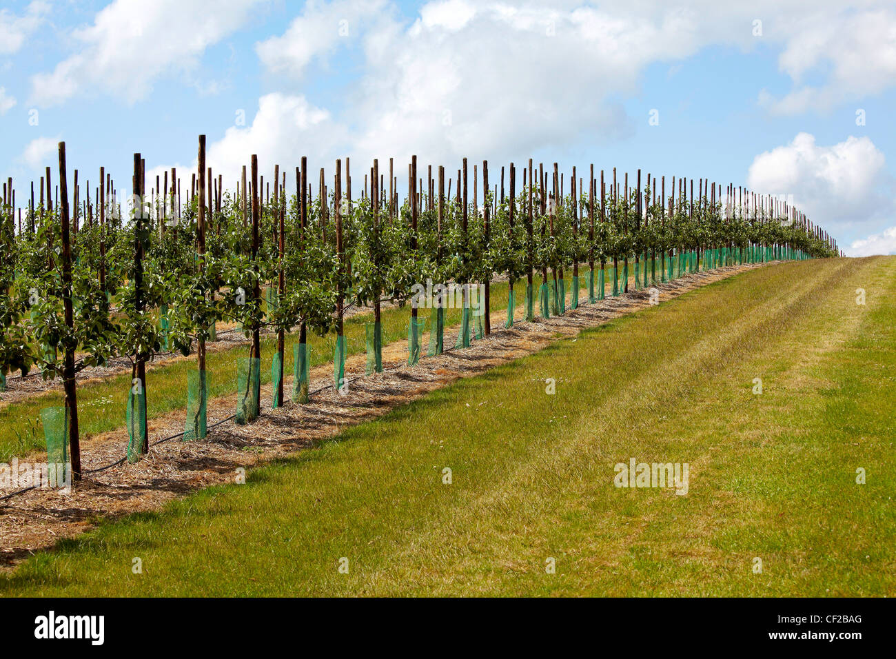 Modern orchard hi-res stock photography and images - Alamy