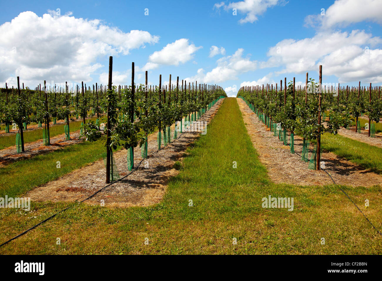 Apple Orchard Rows