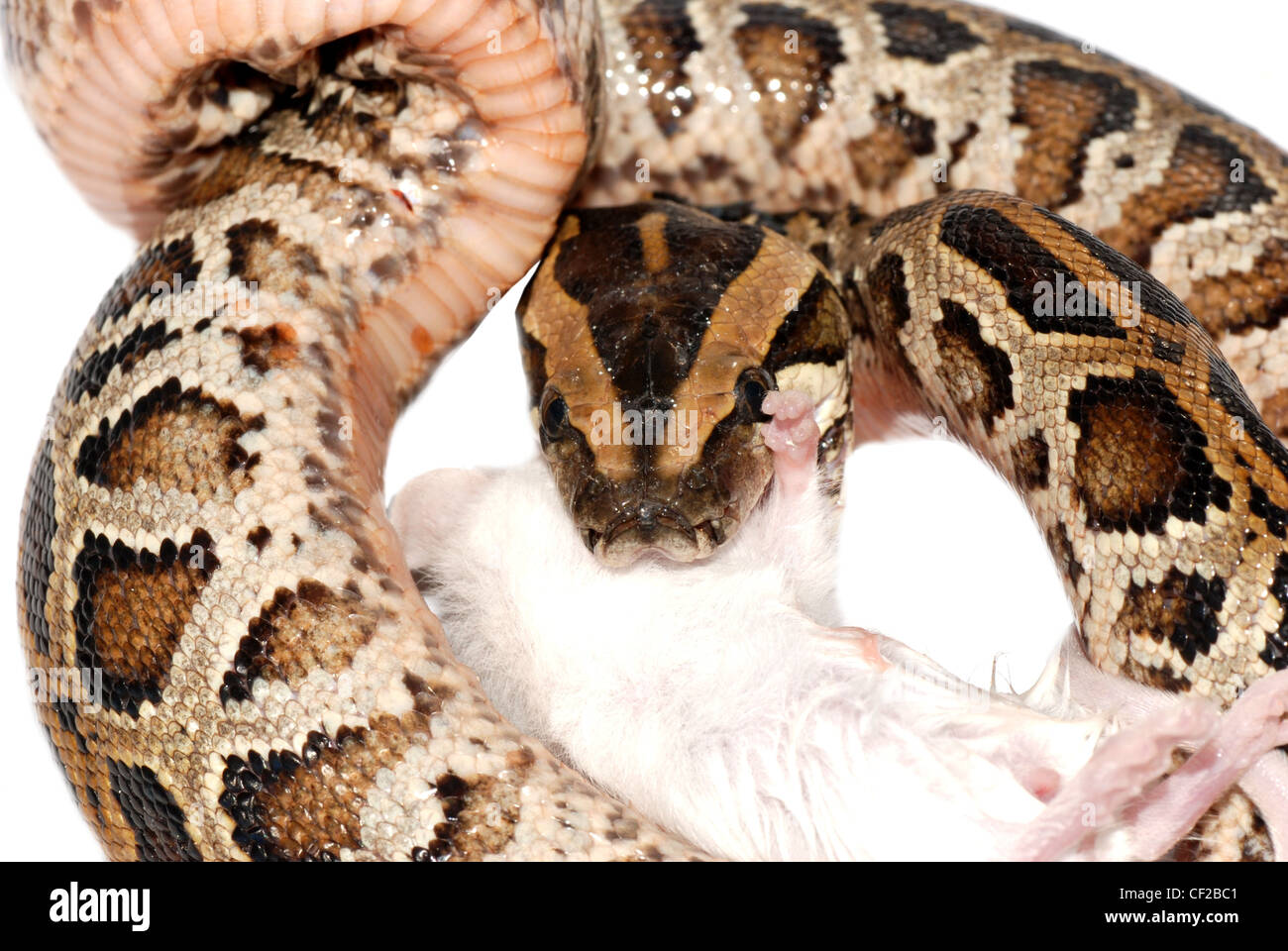 Red rat snake hi-res stock photography and images - Alamy