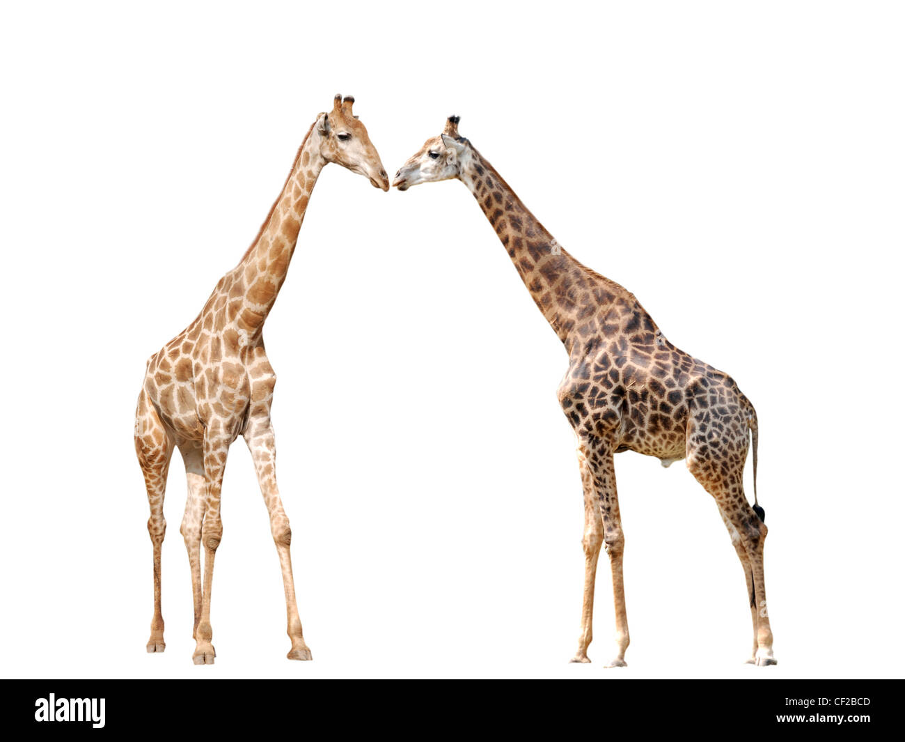 two giraffe isolated on white background Stock Photo - Alamy