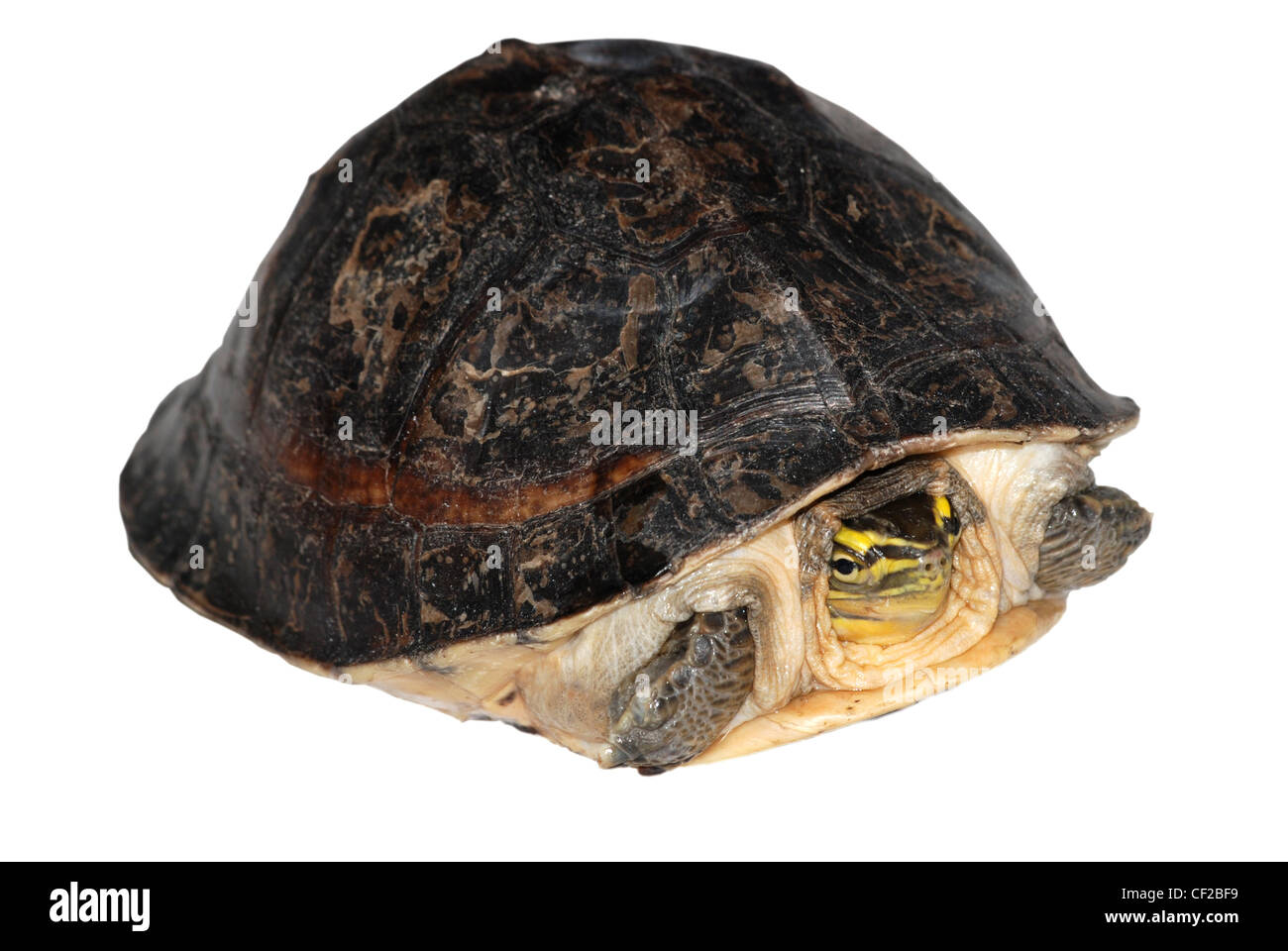 Malayan box turtle (Cuora amboinensis Stock Photo - Alamy