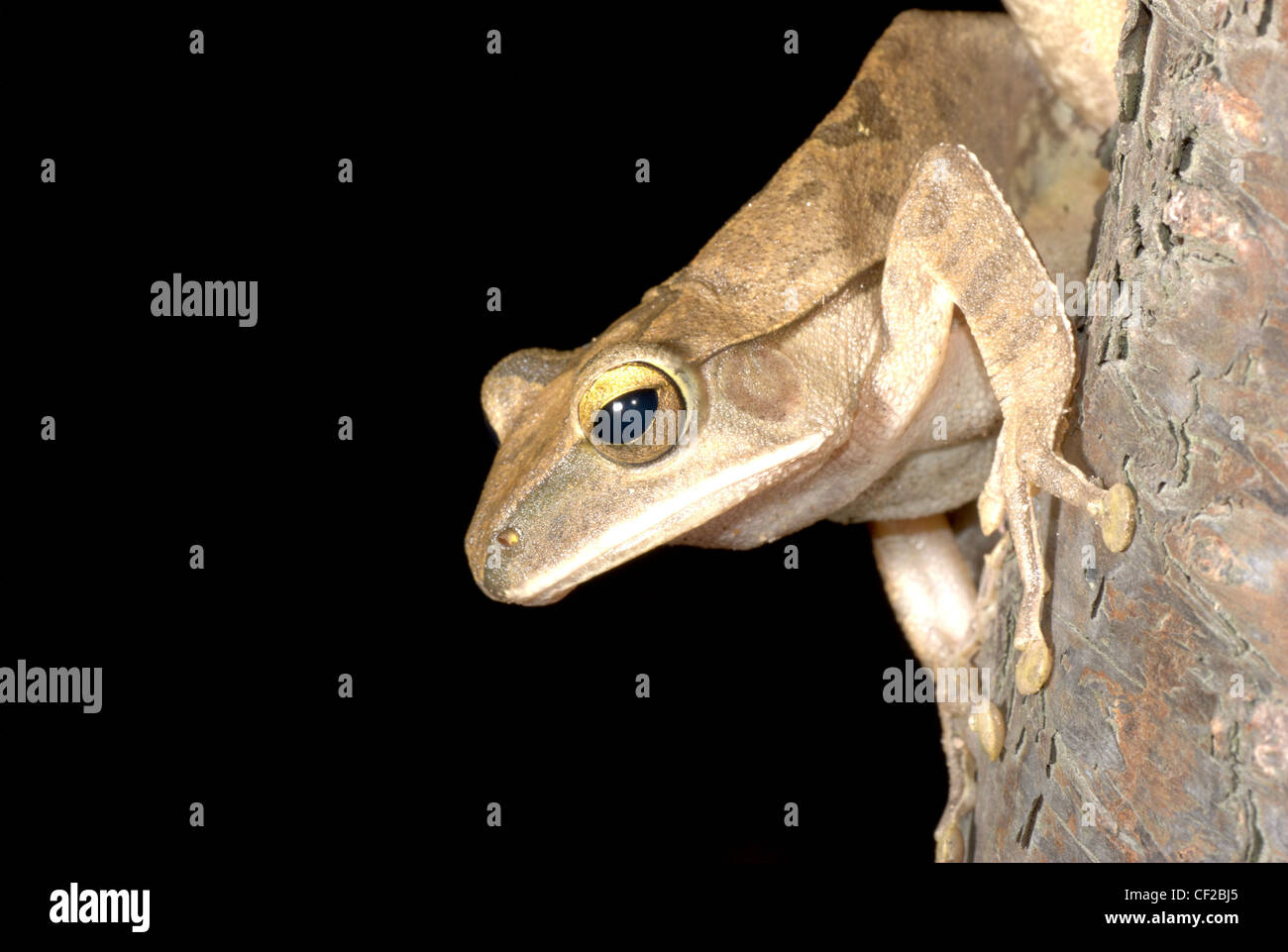 animal tree frog on branch Stock Photo - Alamy