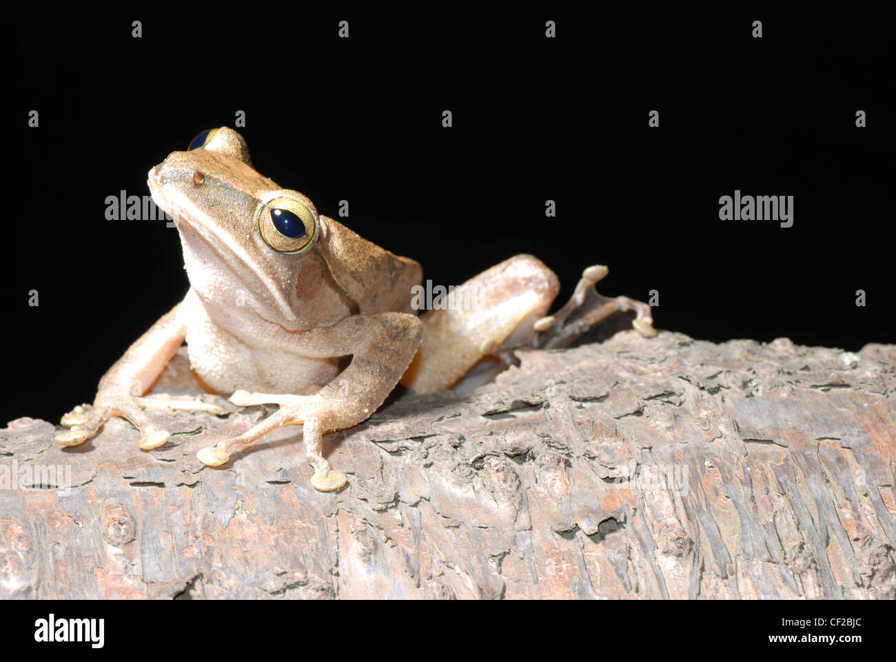 animal tree frog on branch Stock Photo - Alamy
