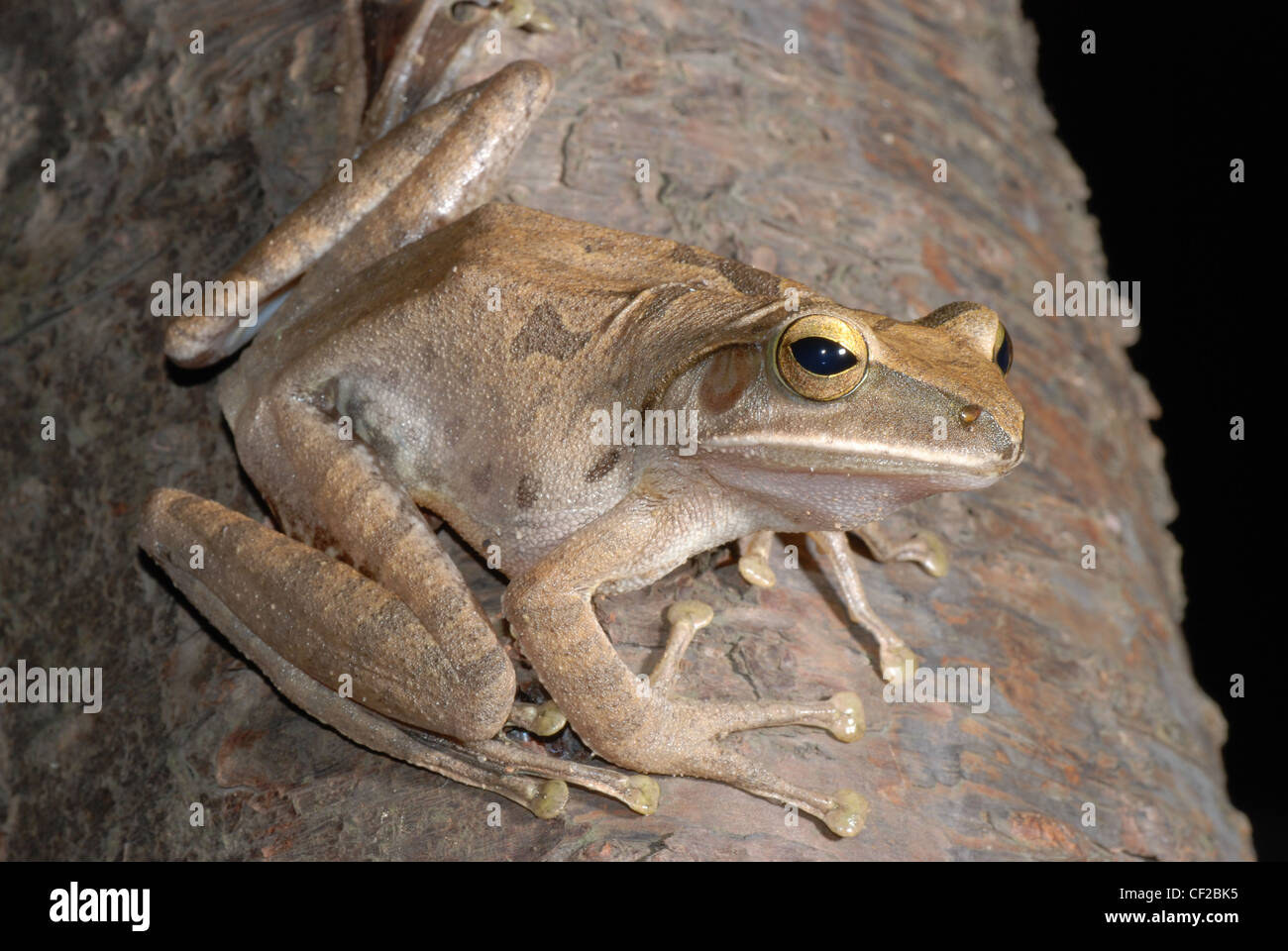 animal tree frog on branch Stock Photo - Alamy