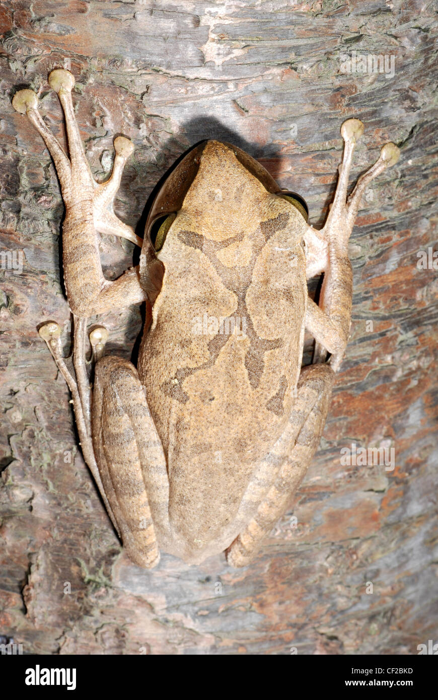 animal tree frog on branch Stock Photo - Alamy