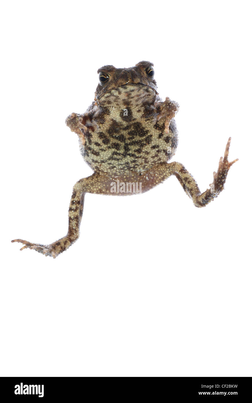 animal toad frog jump isolated on white Stock Photo - Alamy