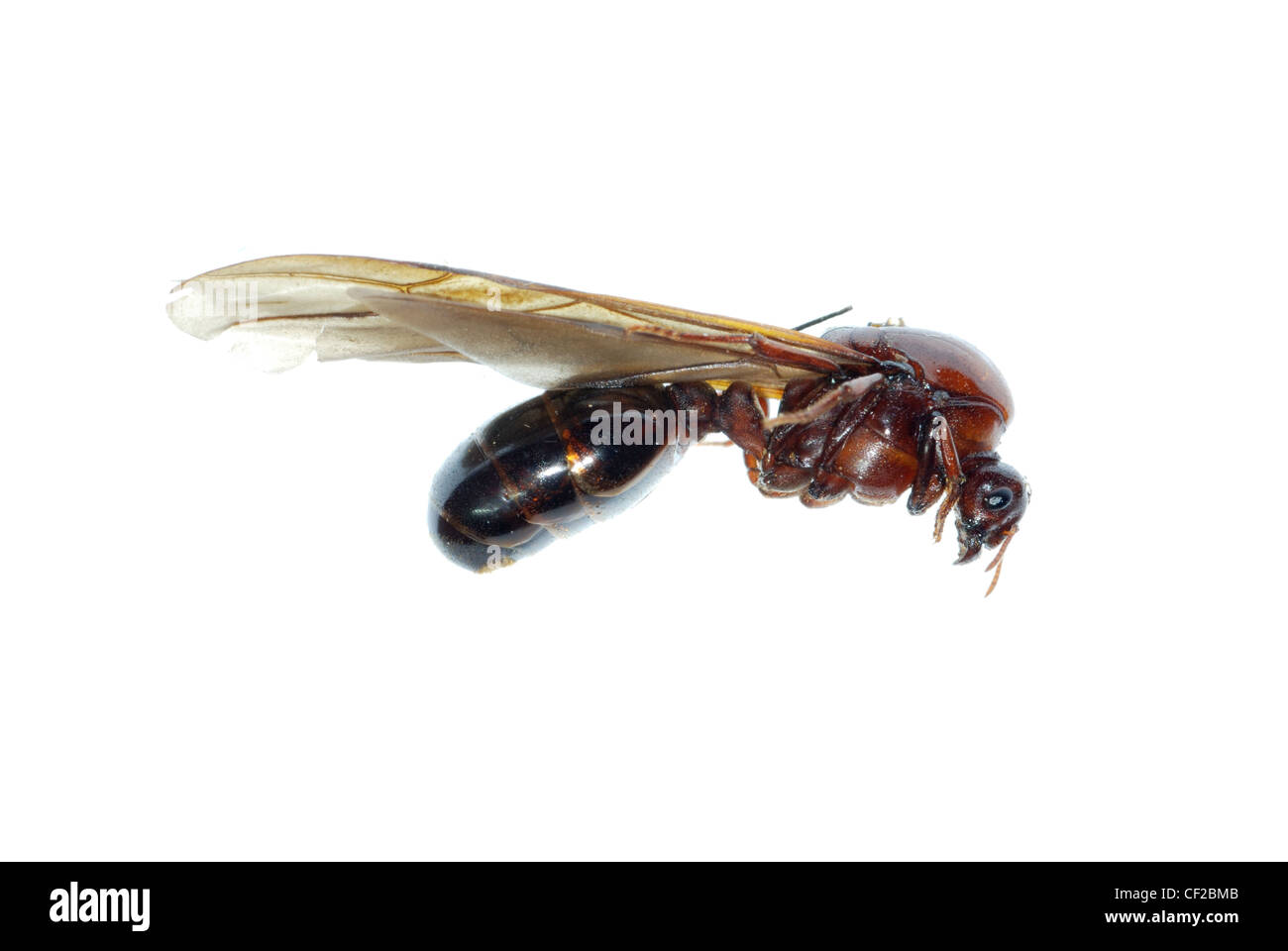 queen ant insect macro isolated on white background Stock Photo - Alamy