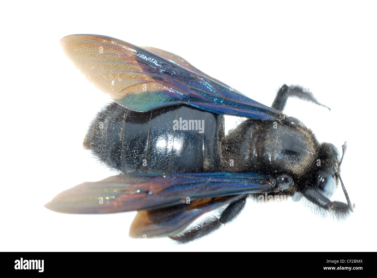 Bee insect wings closeup Cut Out Stock Images & Pictures - Alamy