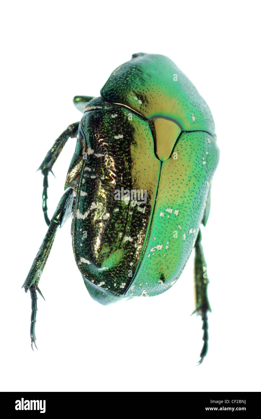 green beetle insect rose chafer (cetonia aurata) isolated on white background Stock Photo - Alamy