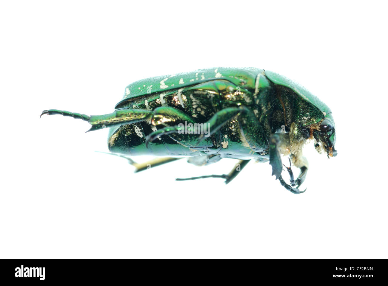 green beetle insect rose chafer (cetonia aurata) isolated on white background Stock Photo - Alamy