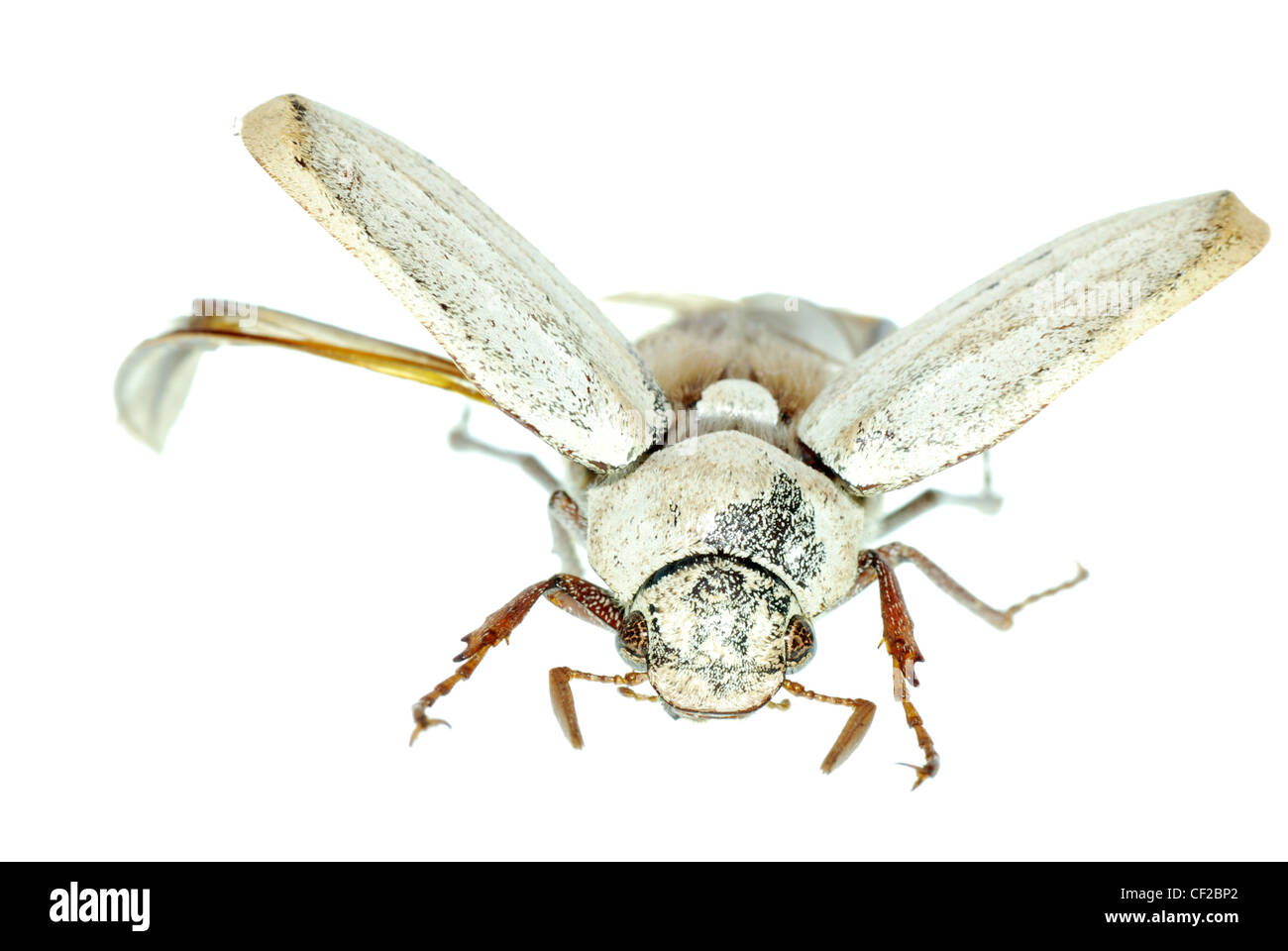 flying scarab beetle isolated on white background Stock Photo - Alamy