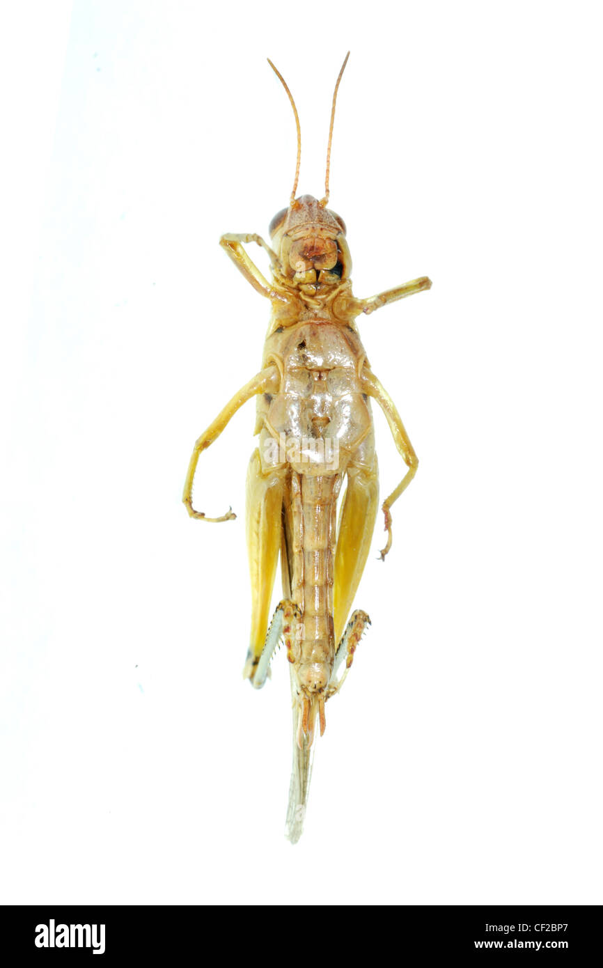 pest insect oriental migratory locust isolated on white Stock Photo - Alamy