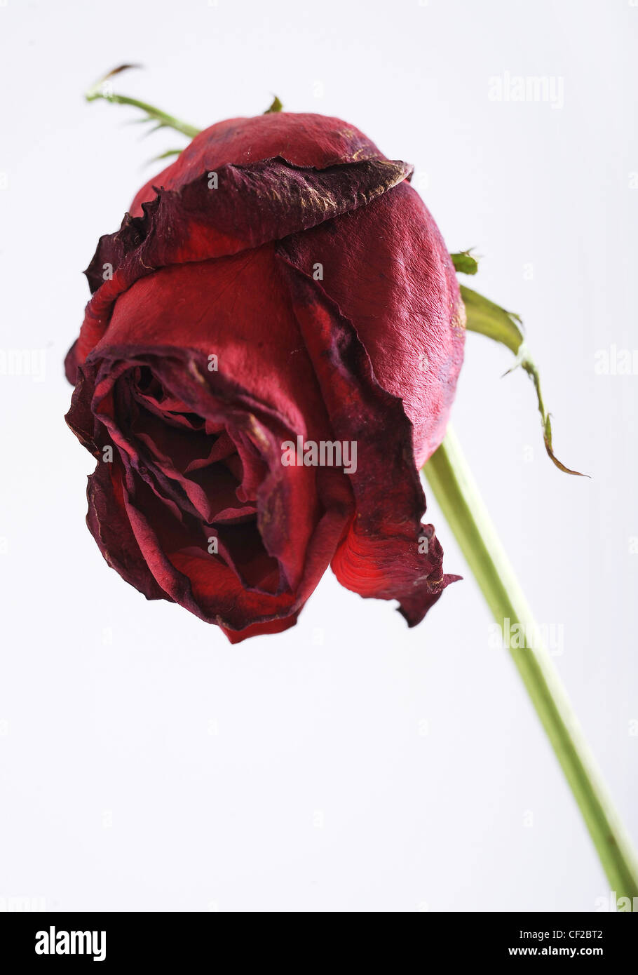 Sad rose image hi-res stock photography and images - Alamy