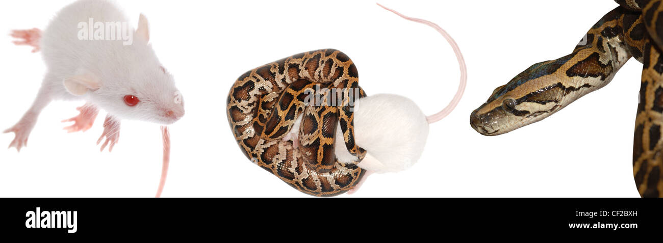 boa snake eat rat isolated on white Stock Photo - Alamy
