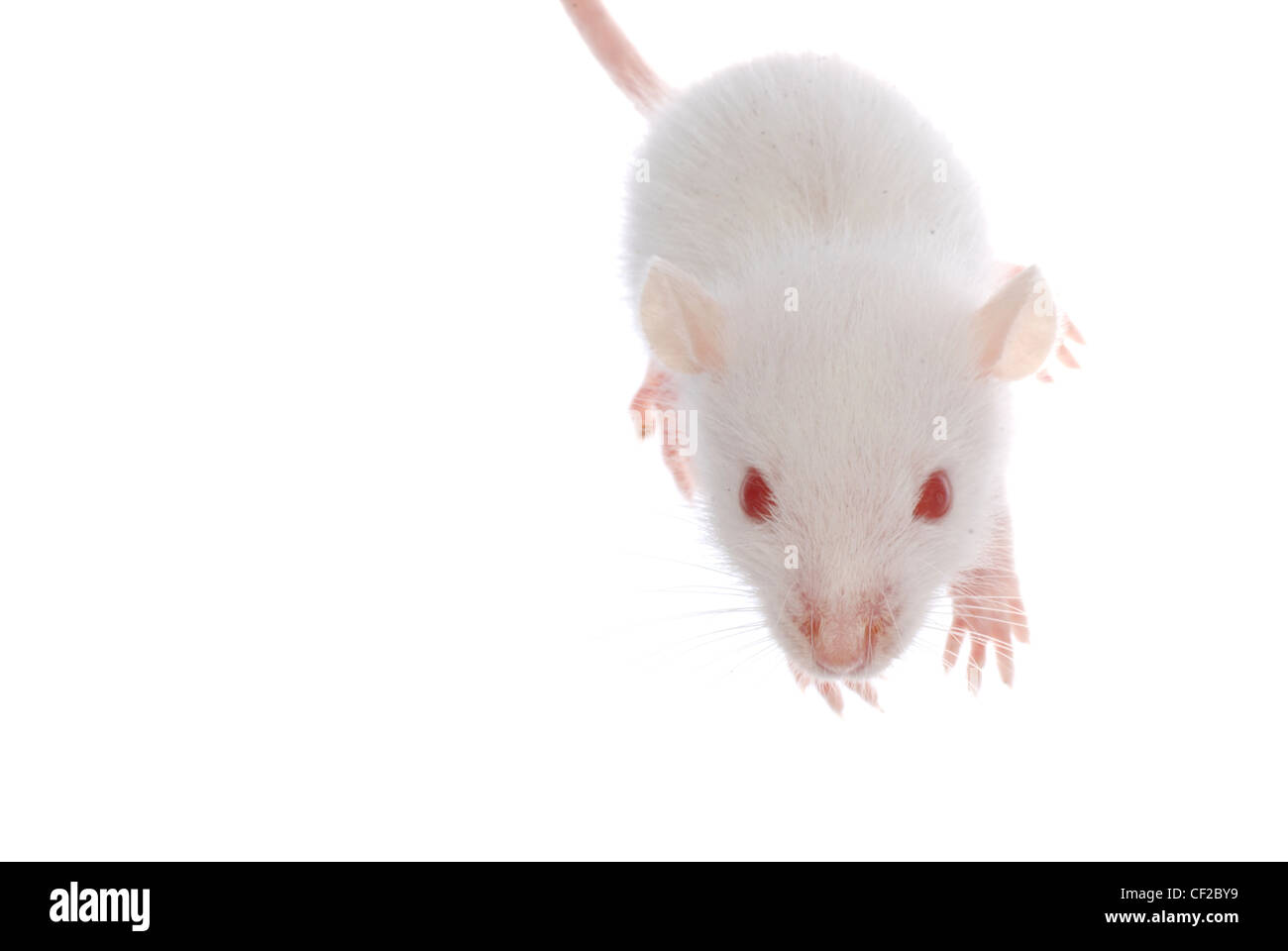 rat isolated on white background Stock Photo - Alamy