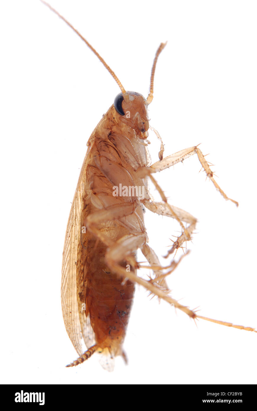 german cockroach isolated on white background Stock Photo - Alamy