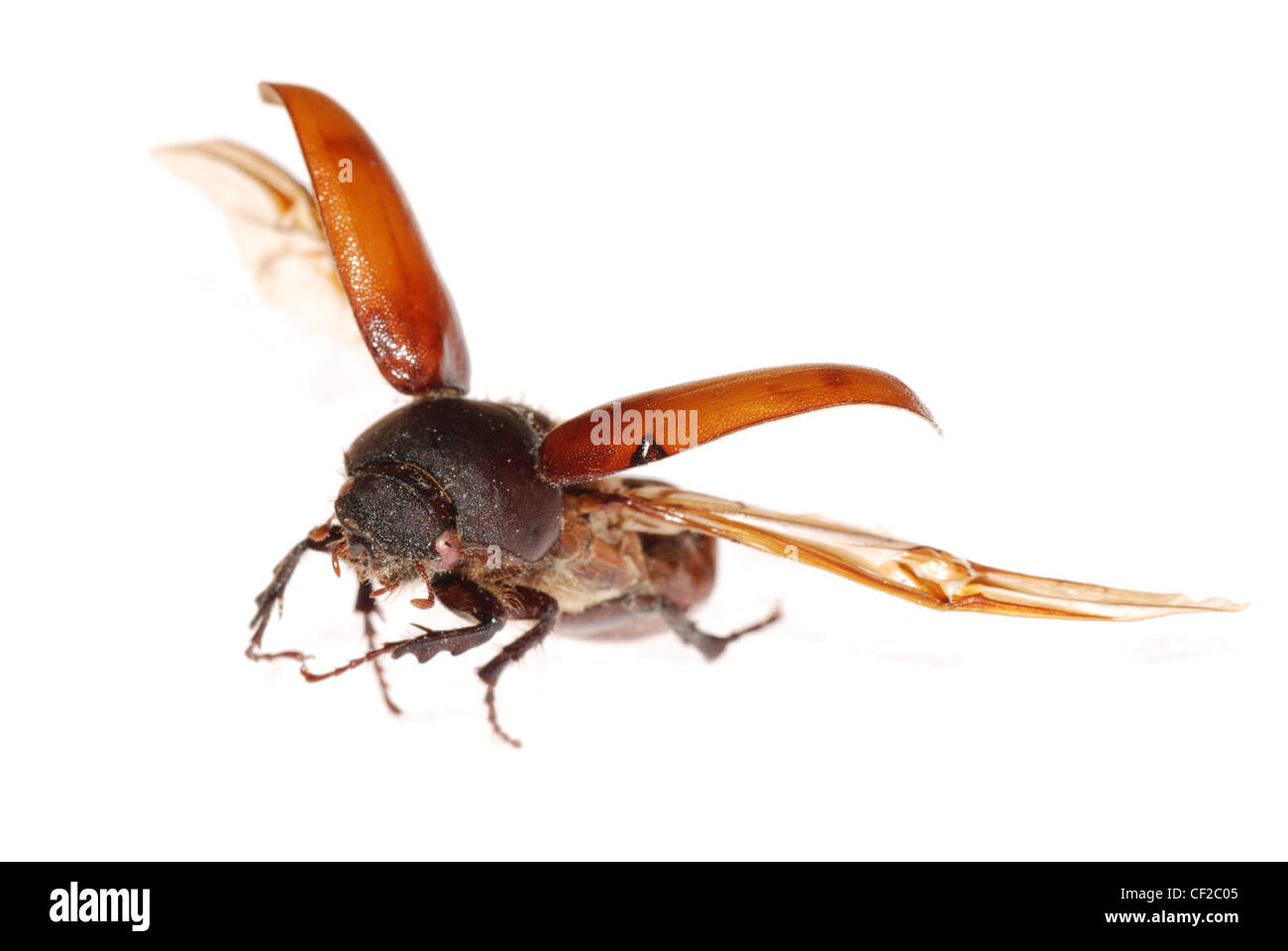 flying brown scarab beetle isolated on white background Stock Photo - Alamy