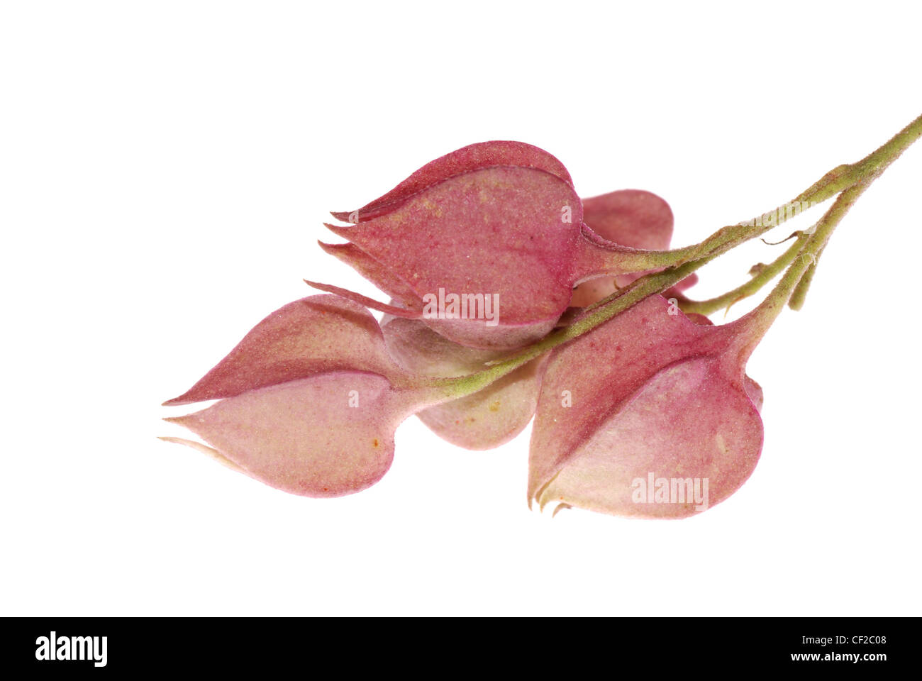 bleeding heart flower isolated on white background Stock Photo - Alamy