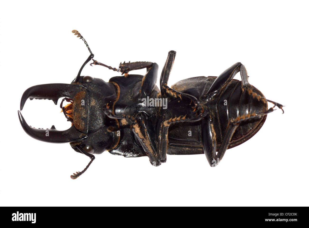 stag beetle isolated on white Stock Photo - Alamy
