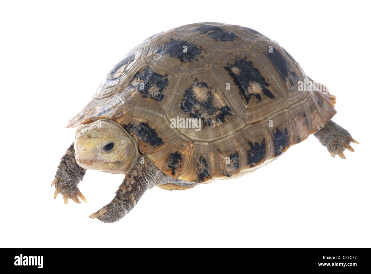 animal turtle tortoise isolated in white background Stock Photo - Alamy