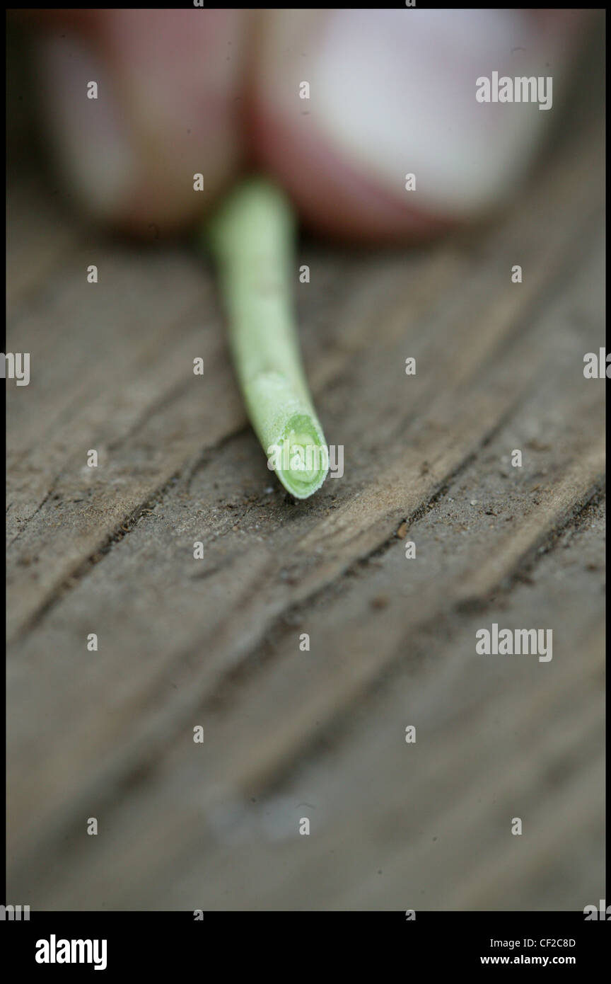 Step by step Angled cut beneath a node of semi ripe cutting from ...