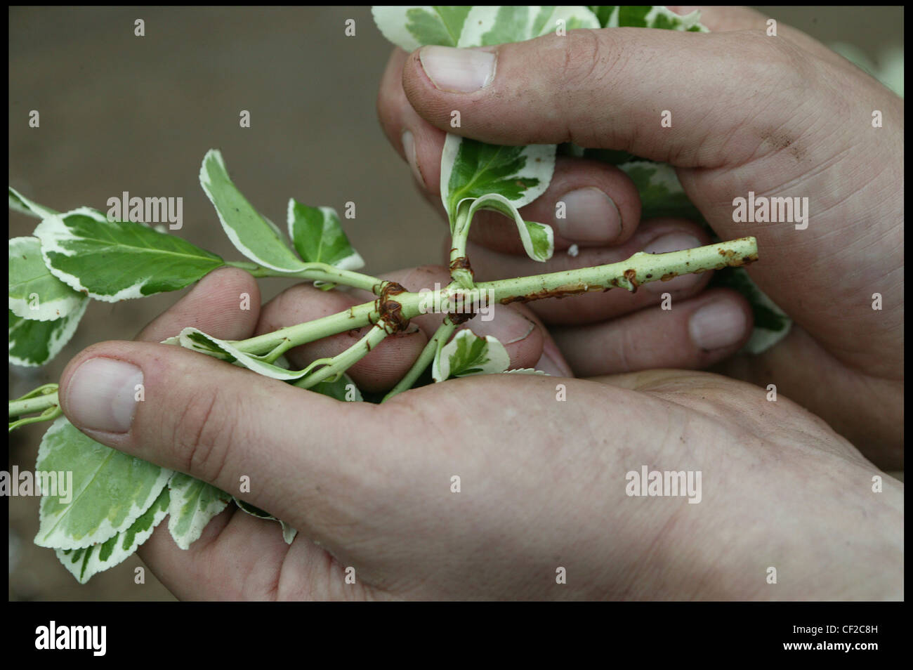 Step by step Stripping lower leaves from the semi ripe cuttings from ...
