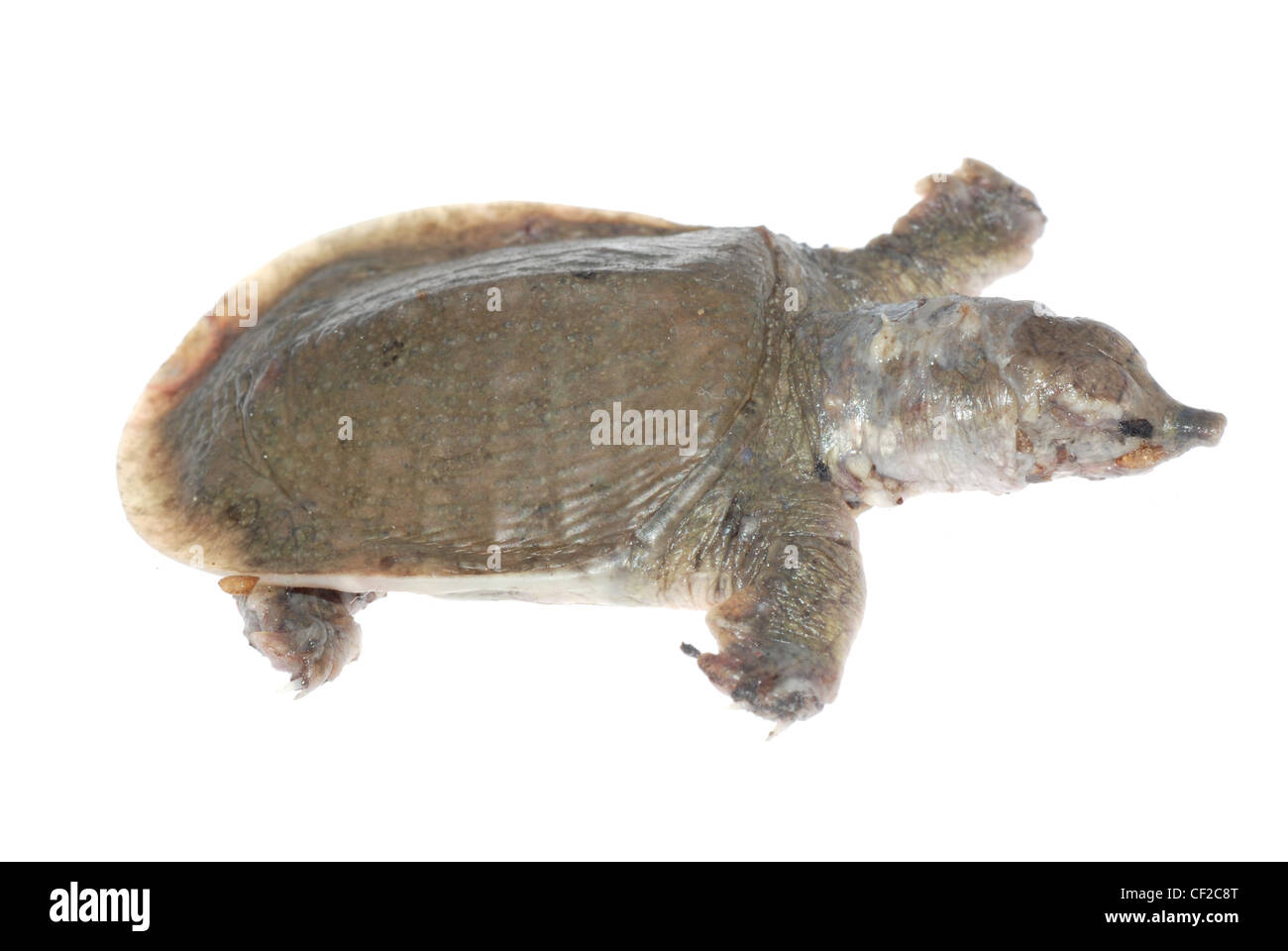 turtle dead of white spot disease Stock Photo - Alamy