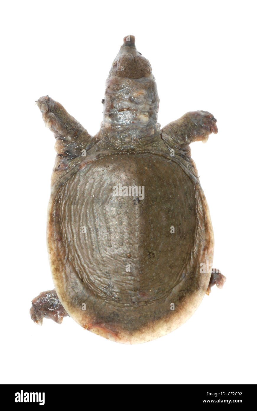 turtle dead of white spot disease Stock Photo - Alamy