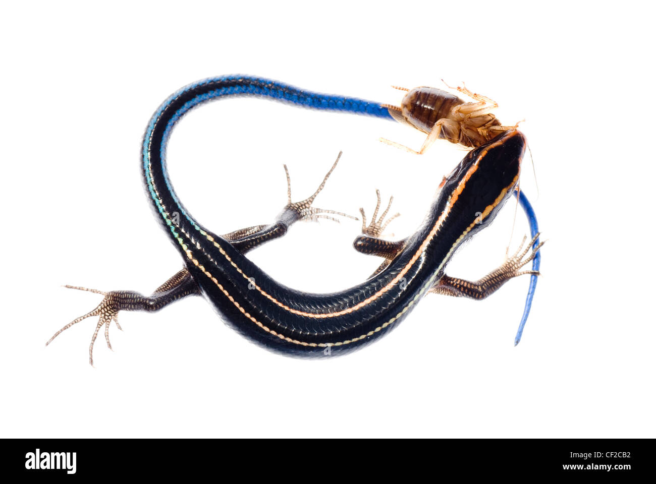 animal lizard eat roach bug Stock Photo - Alamy