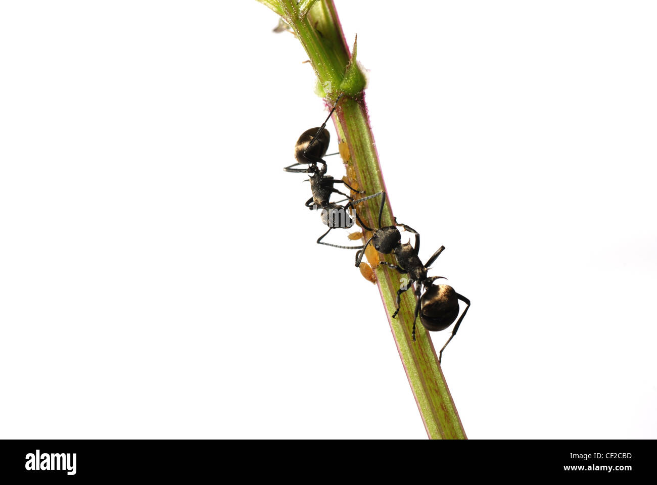 insect ant and aphid isolated on white Stock Photo - Alamy