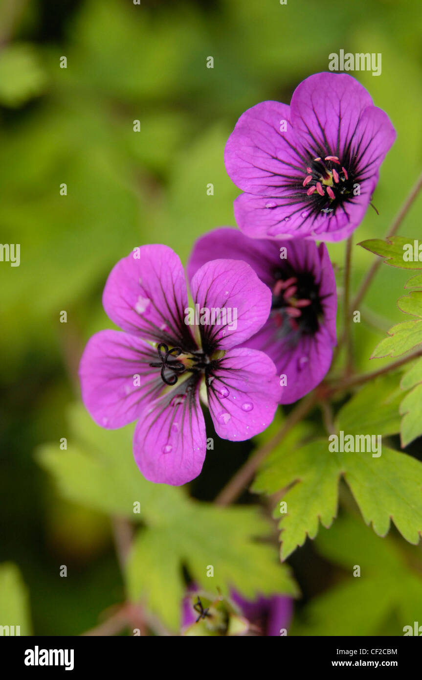 Geranium ann folkard hi-res stock photography and images - Alamy