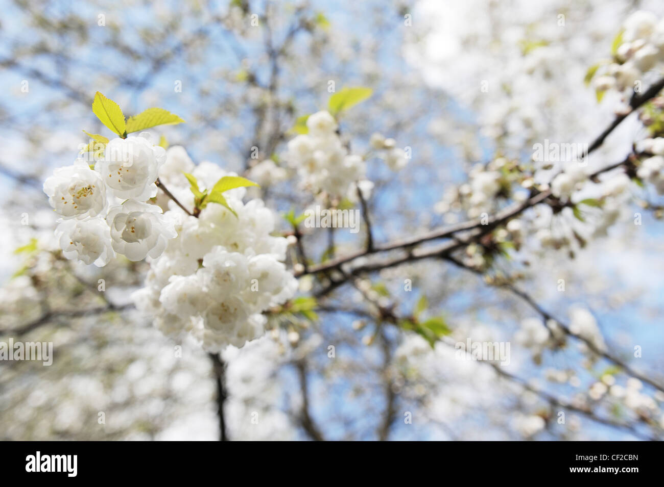 Close up shot cherry tree hi-res stock photography and images - Alamy