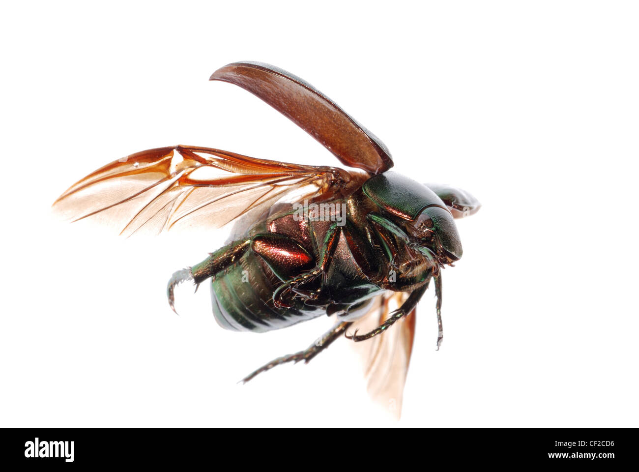 flying green scarab beetle isolated on white background Stock Photo - Alamy