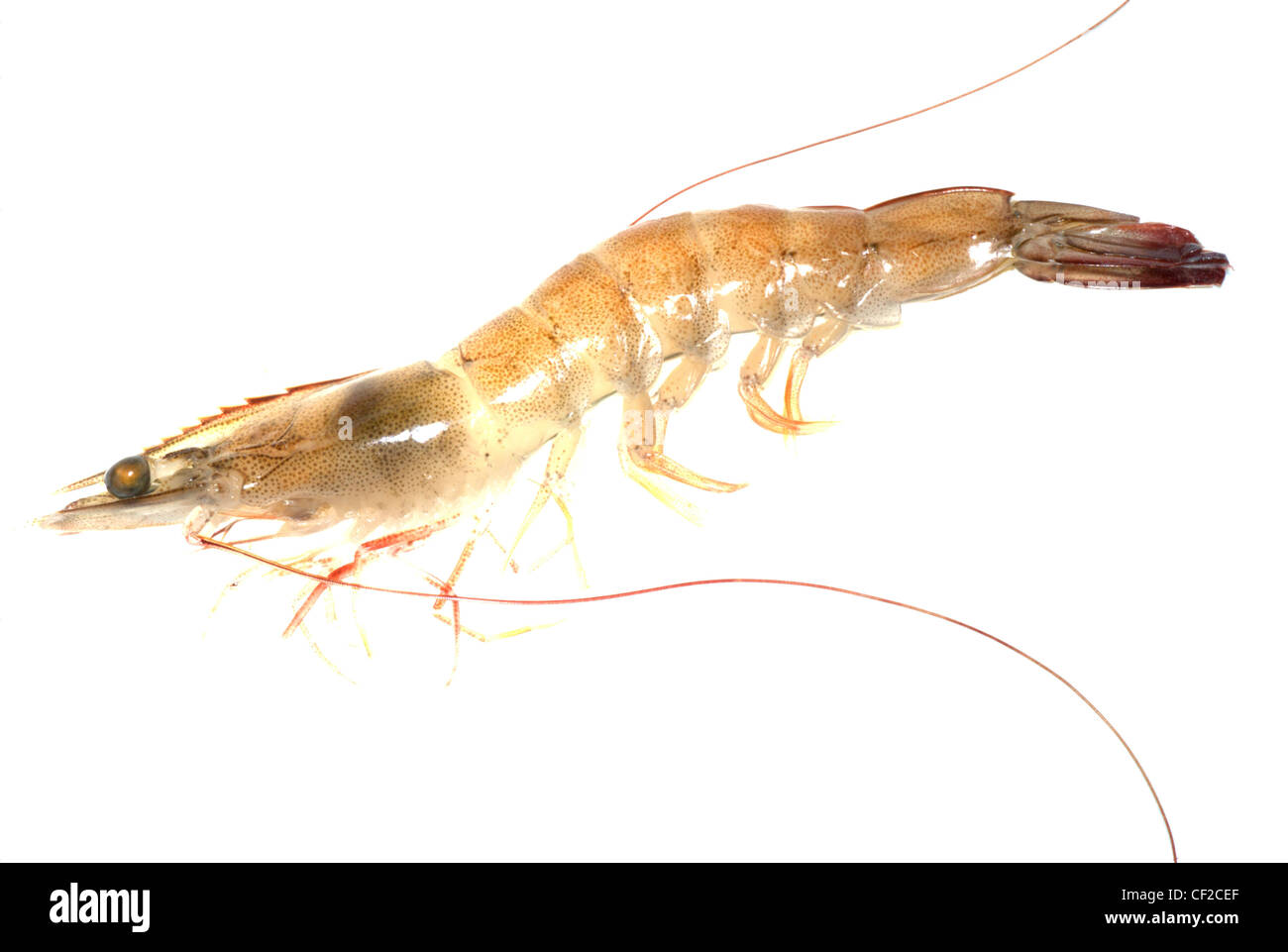 fresh seafood animl shrimp isolated on white background Stock Photo - Alamy