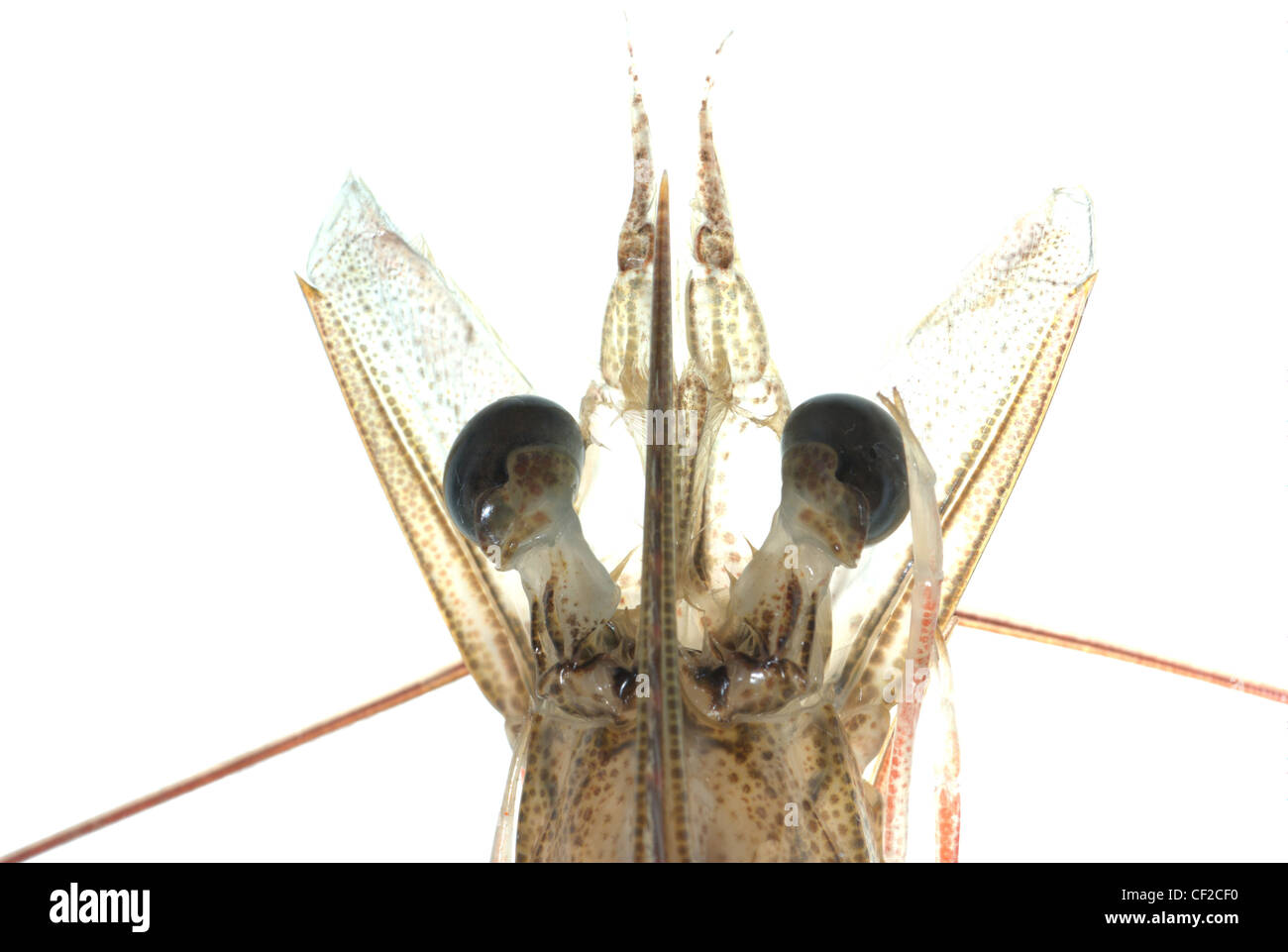 fresh seafood animl shrimp head macro isolated on white background ...