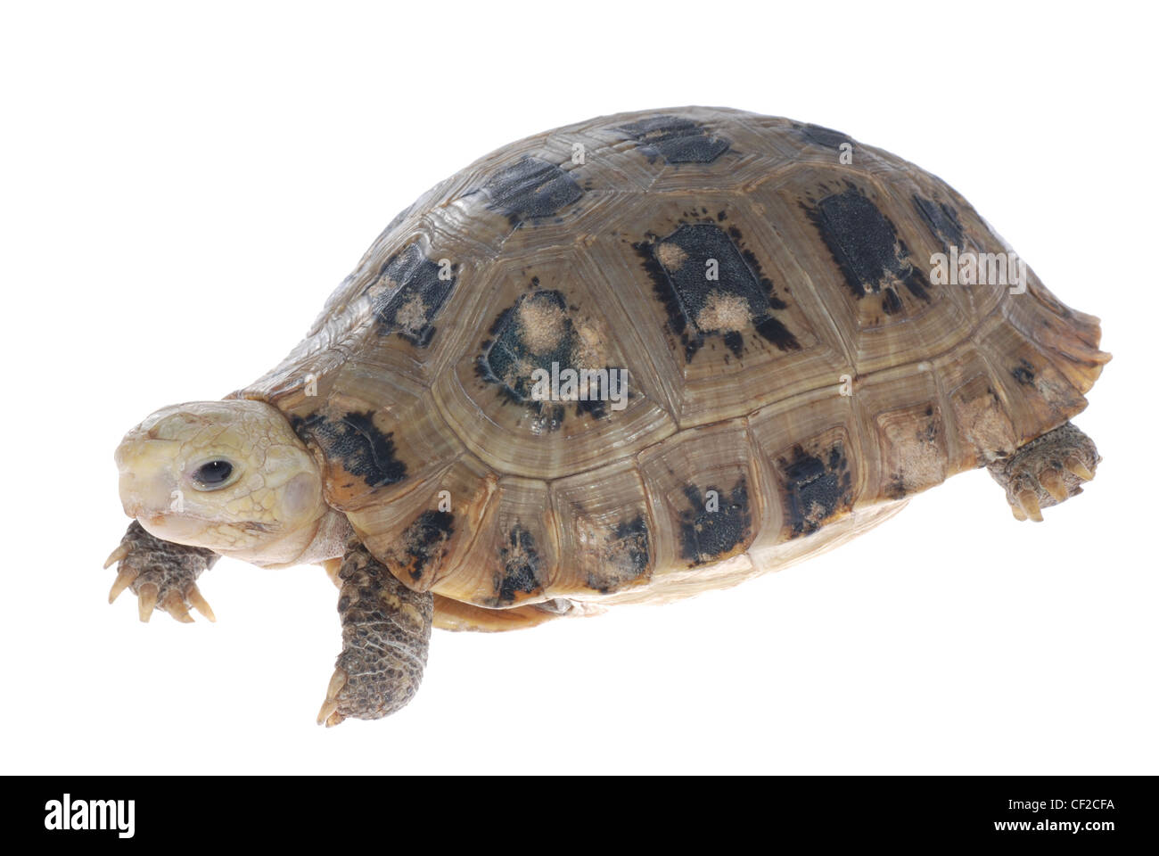 animal turtle tortoise isolated in white background Stock Photo - Alamy