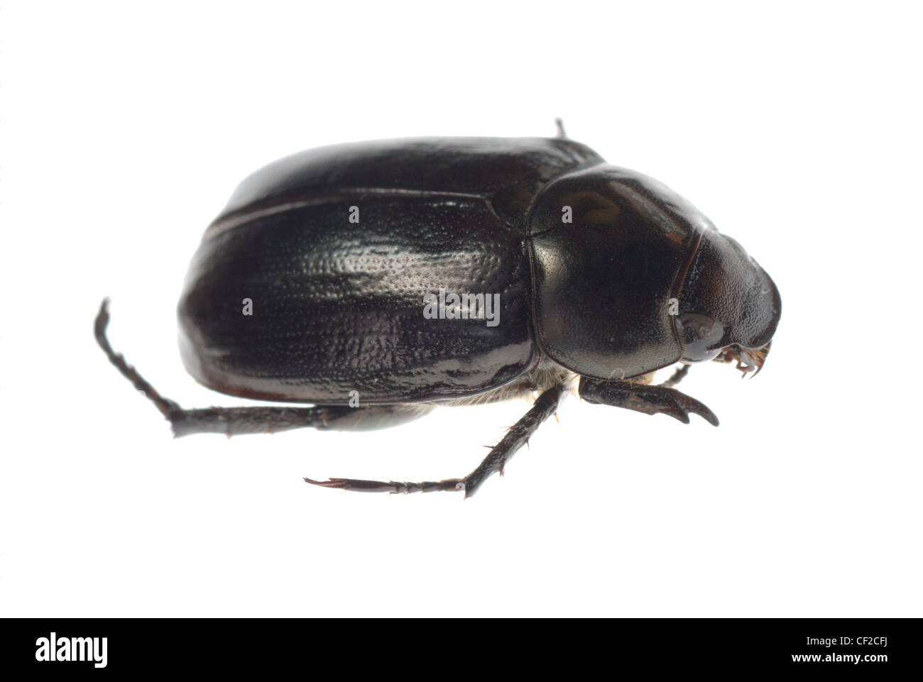 black scarab beetle isolated on white background Stock Photo - Alamy