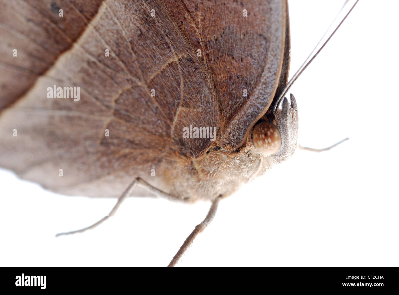 peacock pansy butterfly, Junonia almana, isolated on white background ...