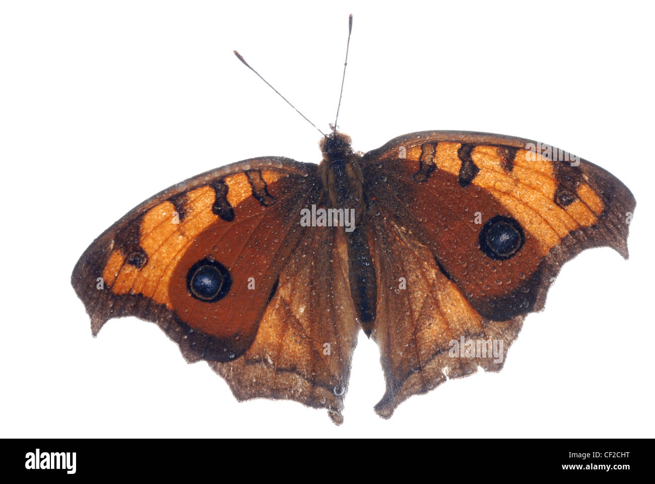 peacock pansy butterfly, Junonia almana, isolated on white background ...