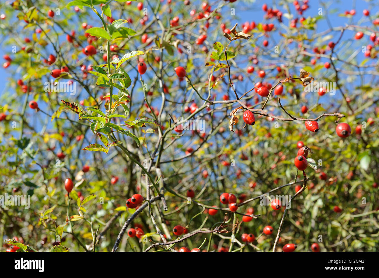 Red berries with green leaves hi-res stock photography and images - Alamy