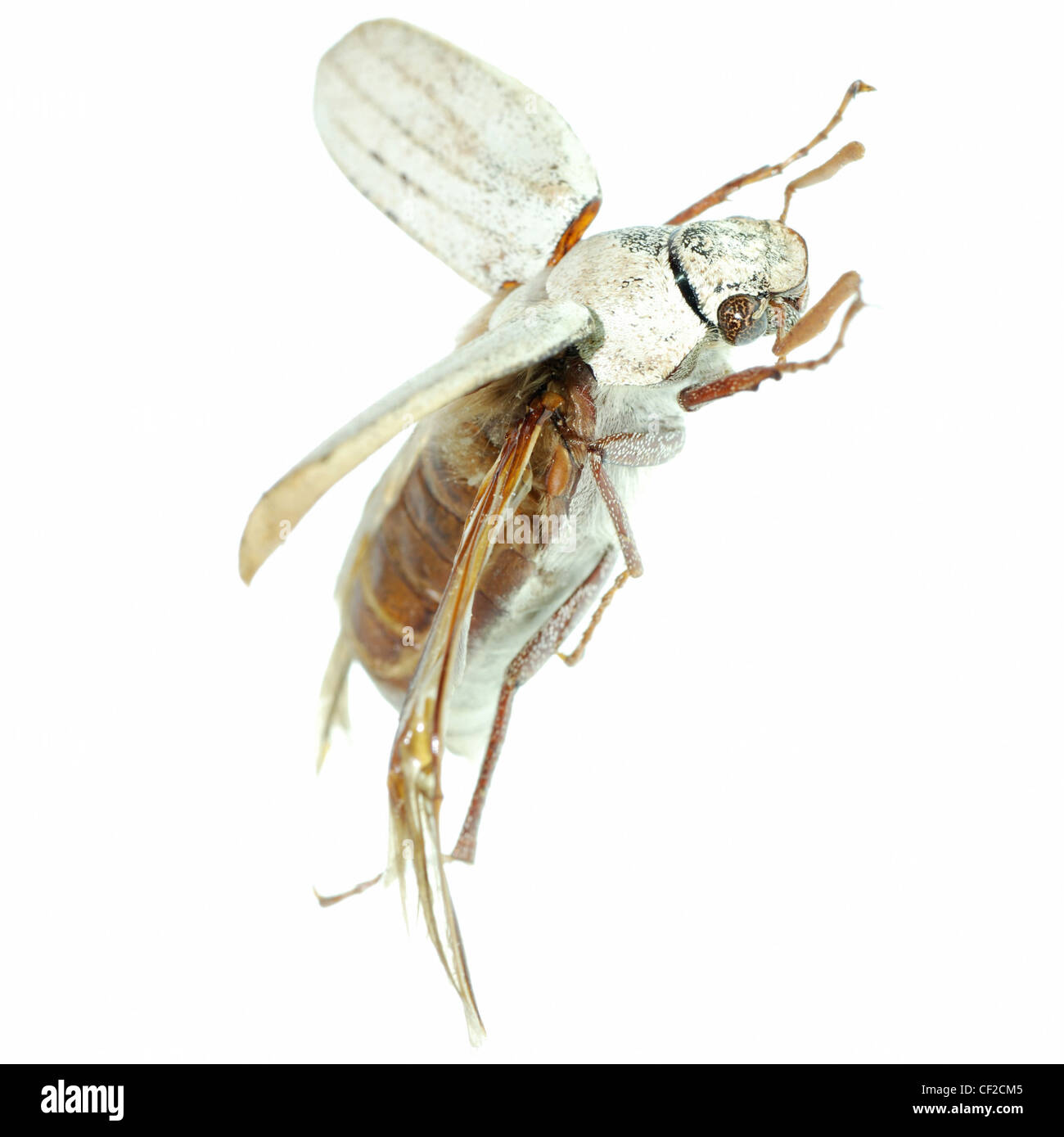 Flying black beetle hi-res stock photography and images - Alamy