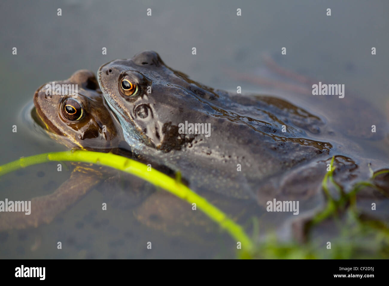Urban amphibians hi-res stock photography and images - Alamy