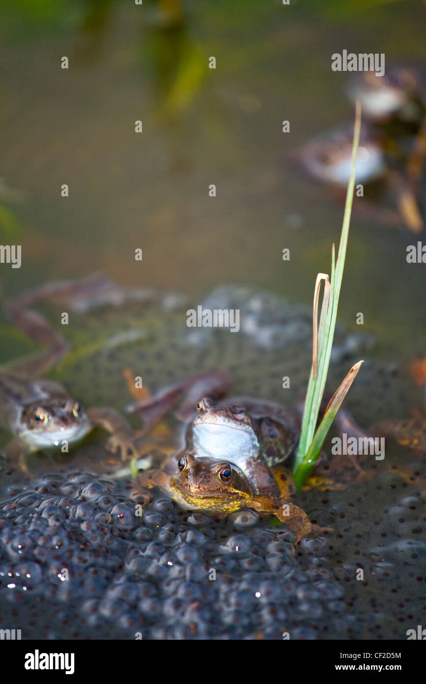 Frog eggs releasing hi-res stock photography and images - Alamy