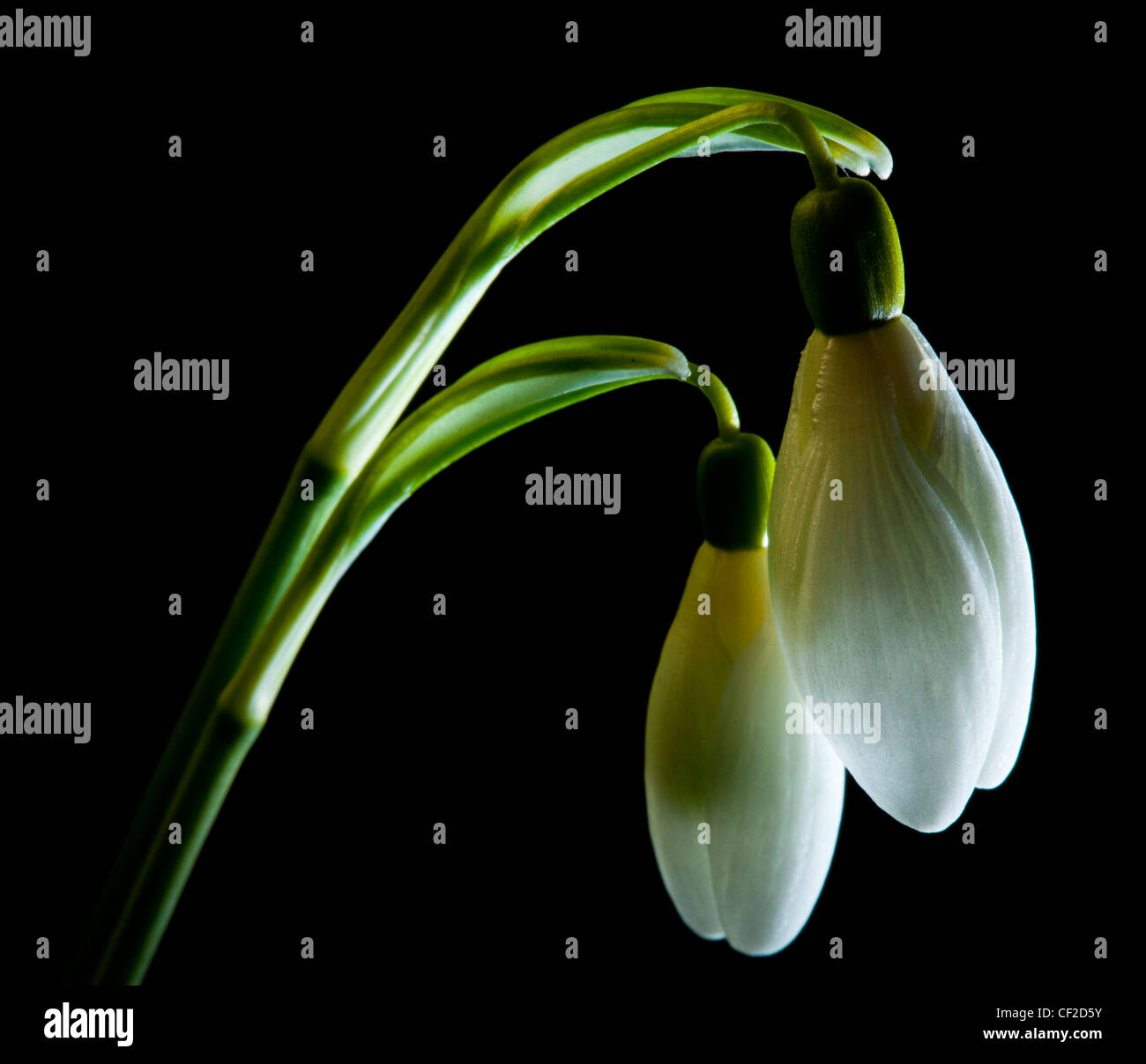 Common Snowdrop (Galanthus nivalis) growing near the Northumberland ...