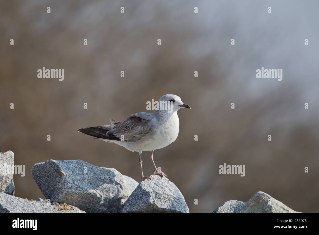 Laridae larus canus hi-res stock photography and images - Alamy