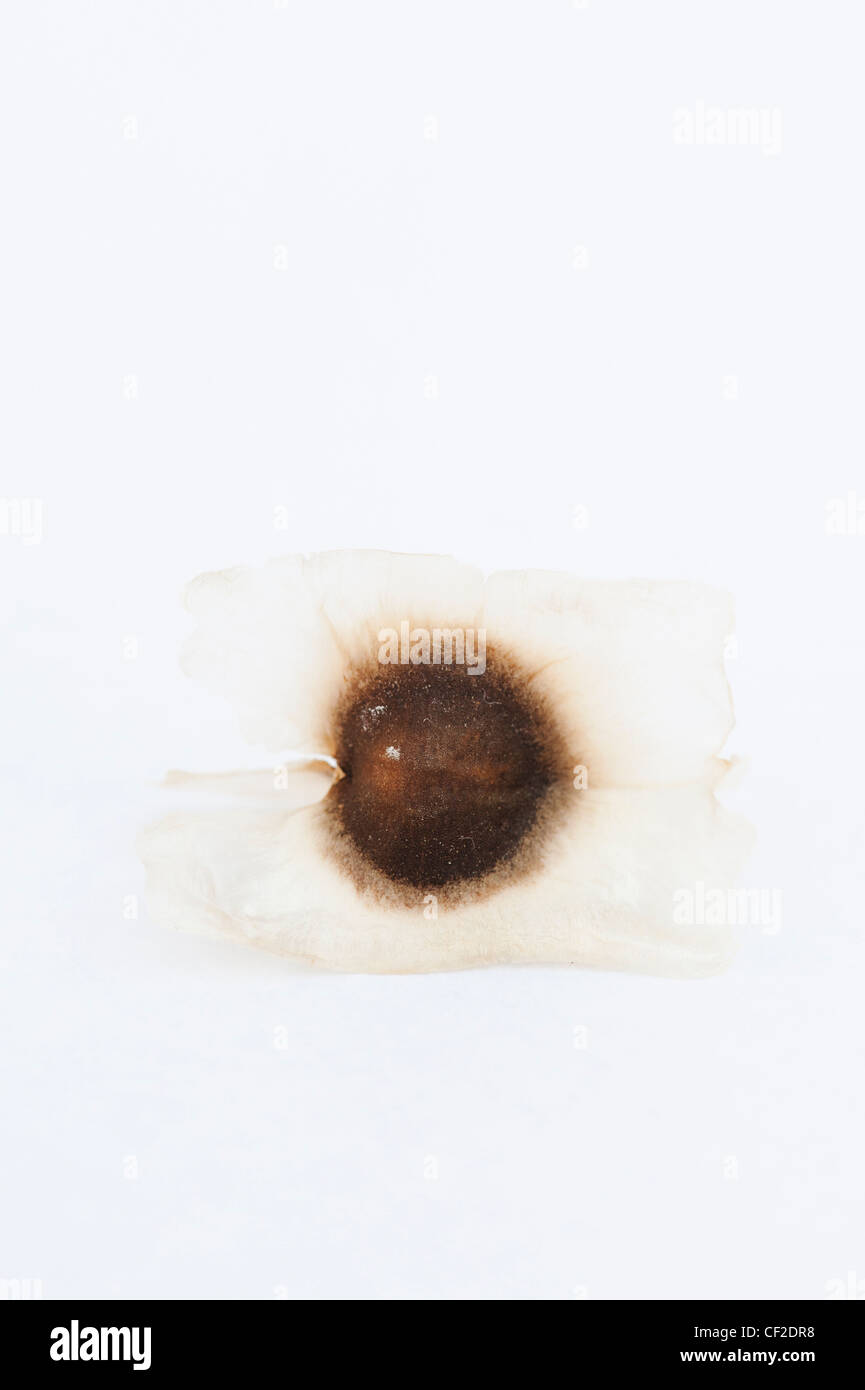 Seeds horseradish tree drumstick hi-res stock photography and images ...