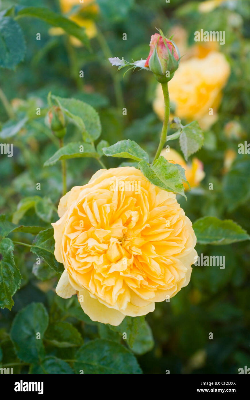 Rosa 'leah tutu hornavel' Stock Photo - Alamy