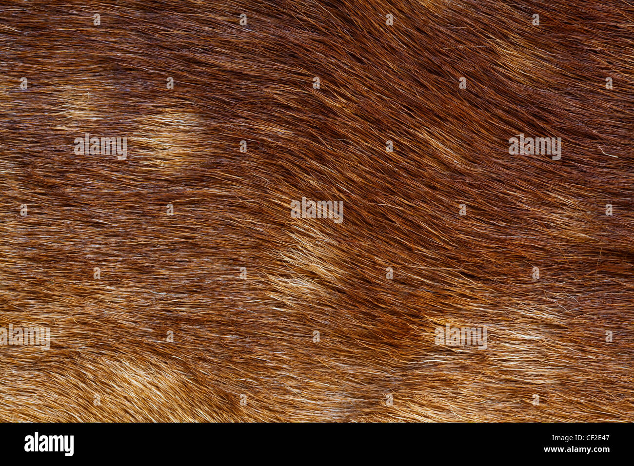Deer skin clothing hi-res stock photography and images - Alamy